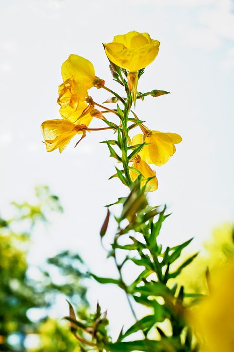 La onagra desprende una fragancia profunda y estimulante que es par...
