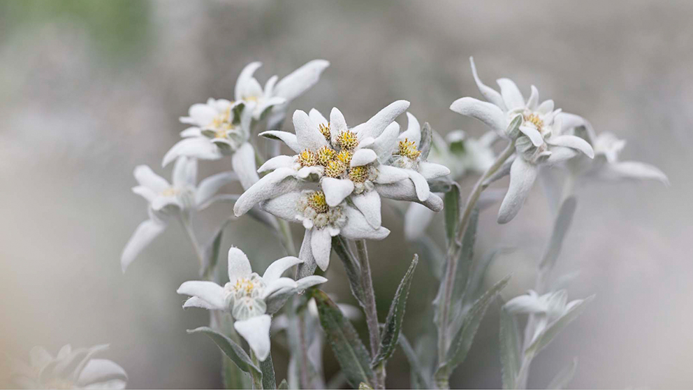 Las hojas de la planta de edelweiss forman una roseta basal en suel...